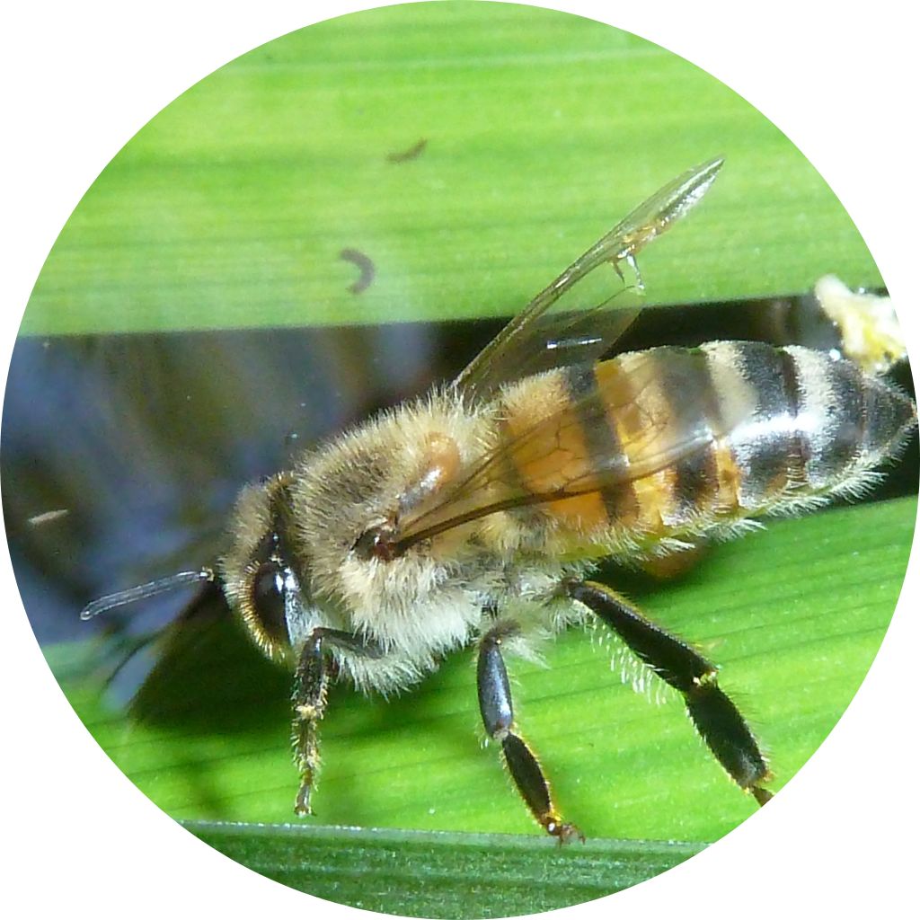 Africanized Honeybees - Flow Hive CA